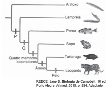 Questões de Vestibular: Biologia, Química e Ciências da Natureza ...