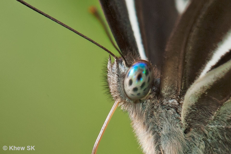 Butterflies of Singapore: The Butterfly Labial Palps