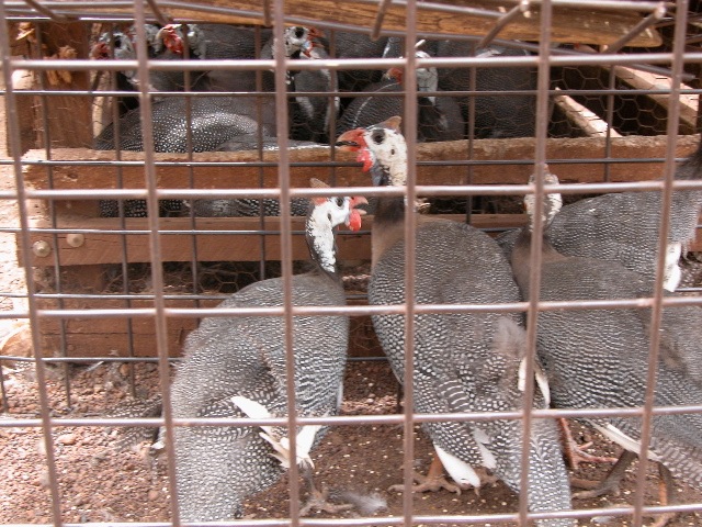 BetumiBlog: Recipe #66: Tuo Zaafe ("TZ")