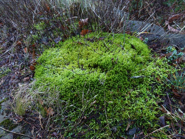 Spinrag: Mossen (1): in je tuin