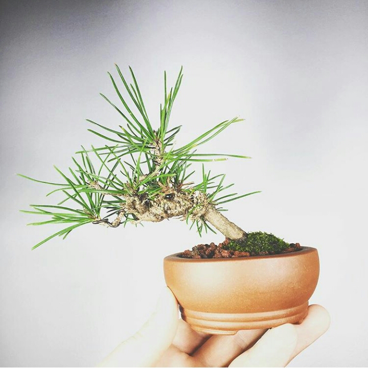 6 Bonsai Mini (Small Bonsai) Yang Menawan - Suka Bonsai