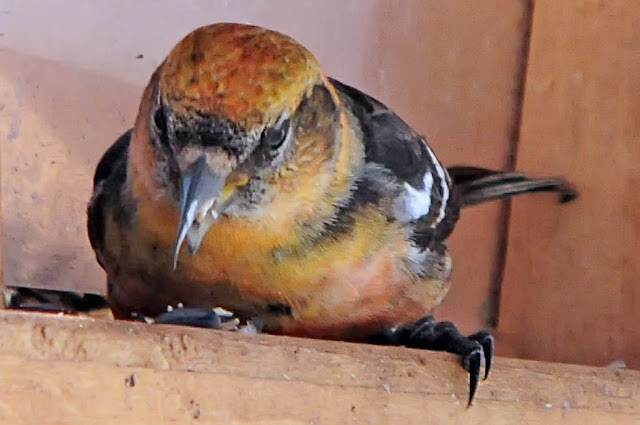 Birding Is Fun!: Nomads of the North