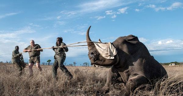What You Never Knew About Poaching