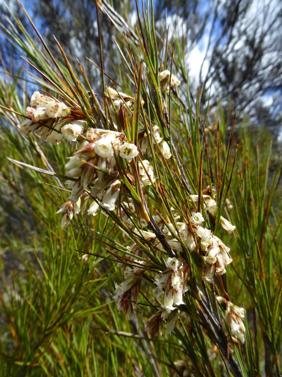 Alan Jolliffe: Bealey Spur Track, Arthurs Pass, New Zealand