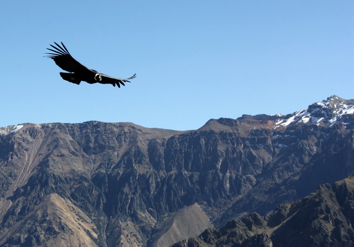 Largest Living Bird: Andean Condor |MyRokan