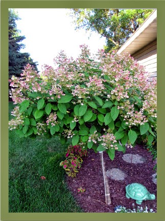 Over The Garden Gate: Quick Fire Hydrangea Tree...