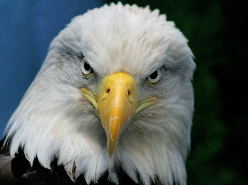 Bird Breeds Pictures Information