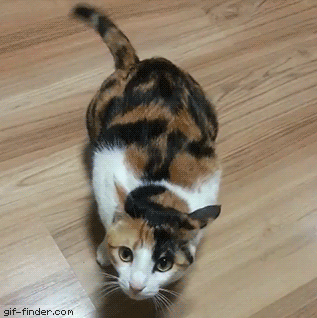 Funny cats - part 256 (40 pics + 10 gifs) | Amazing Creatures