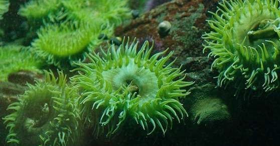 Mi Blog De Biologia: Los Celenterados