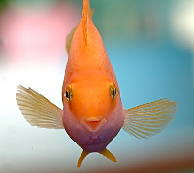 Mania de Aquário: Peixe Papagaio Blood (parrot)