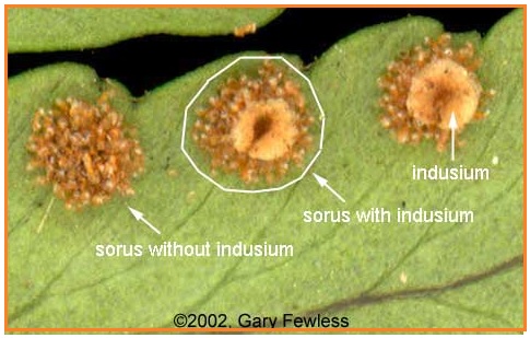 TEST KINGDOM PLANTAE 01 - Biology Page