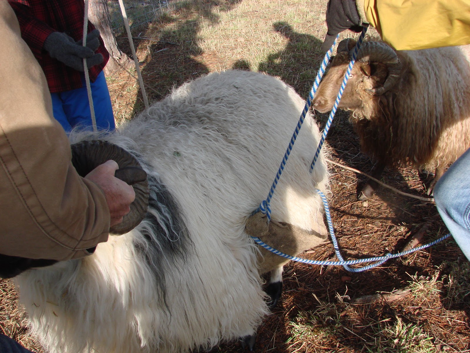 Kilpelän Luomutila ja Sen Ympäristö: Weighing Sheep - Thanksgiving 2012