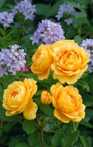 LOUISE LATULIPPE DESIGN: Mes roses préférées: les roses anglaises de ...