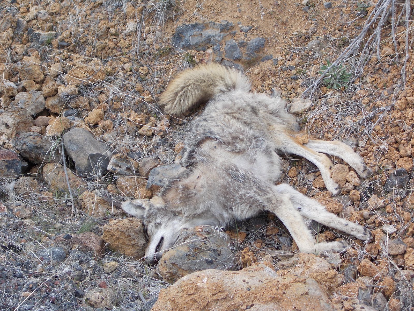 Bike Dreams: A dead coyote