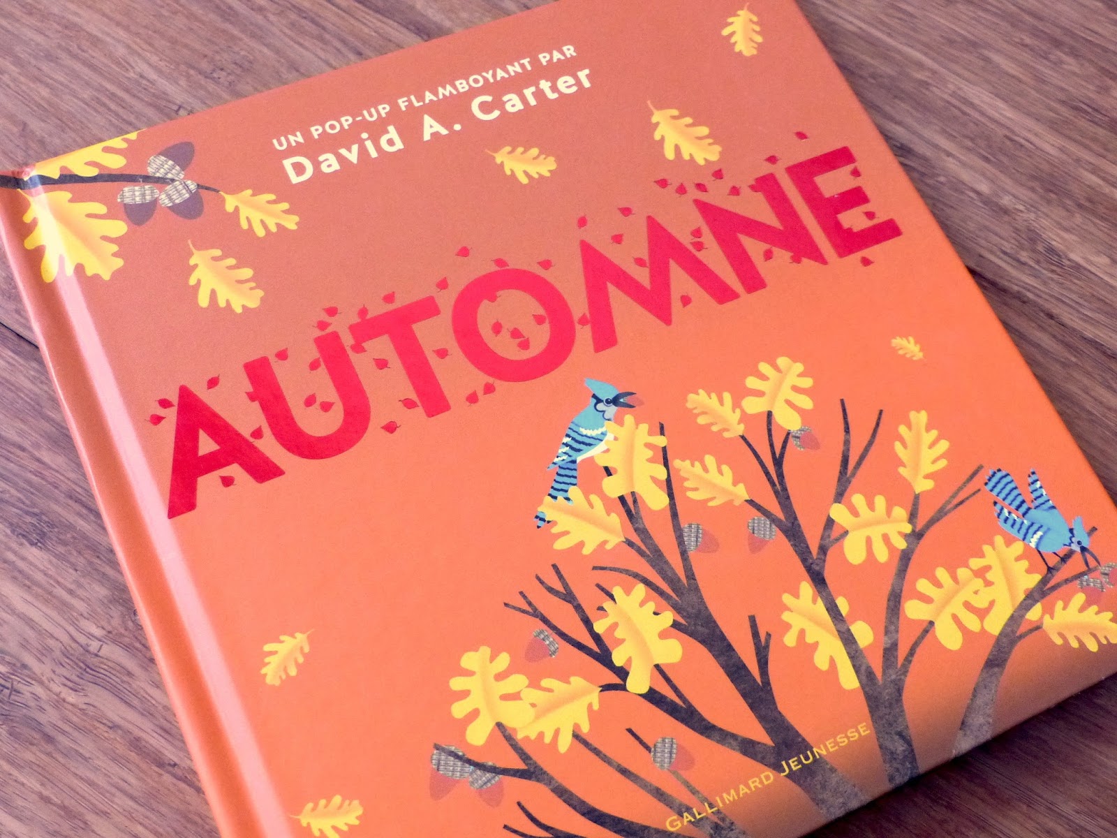 novembre 2017 - Petits bouts de vies