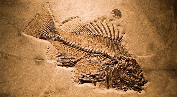 Everest GEO: PALEONTOLOGI