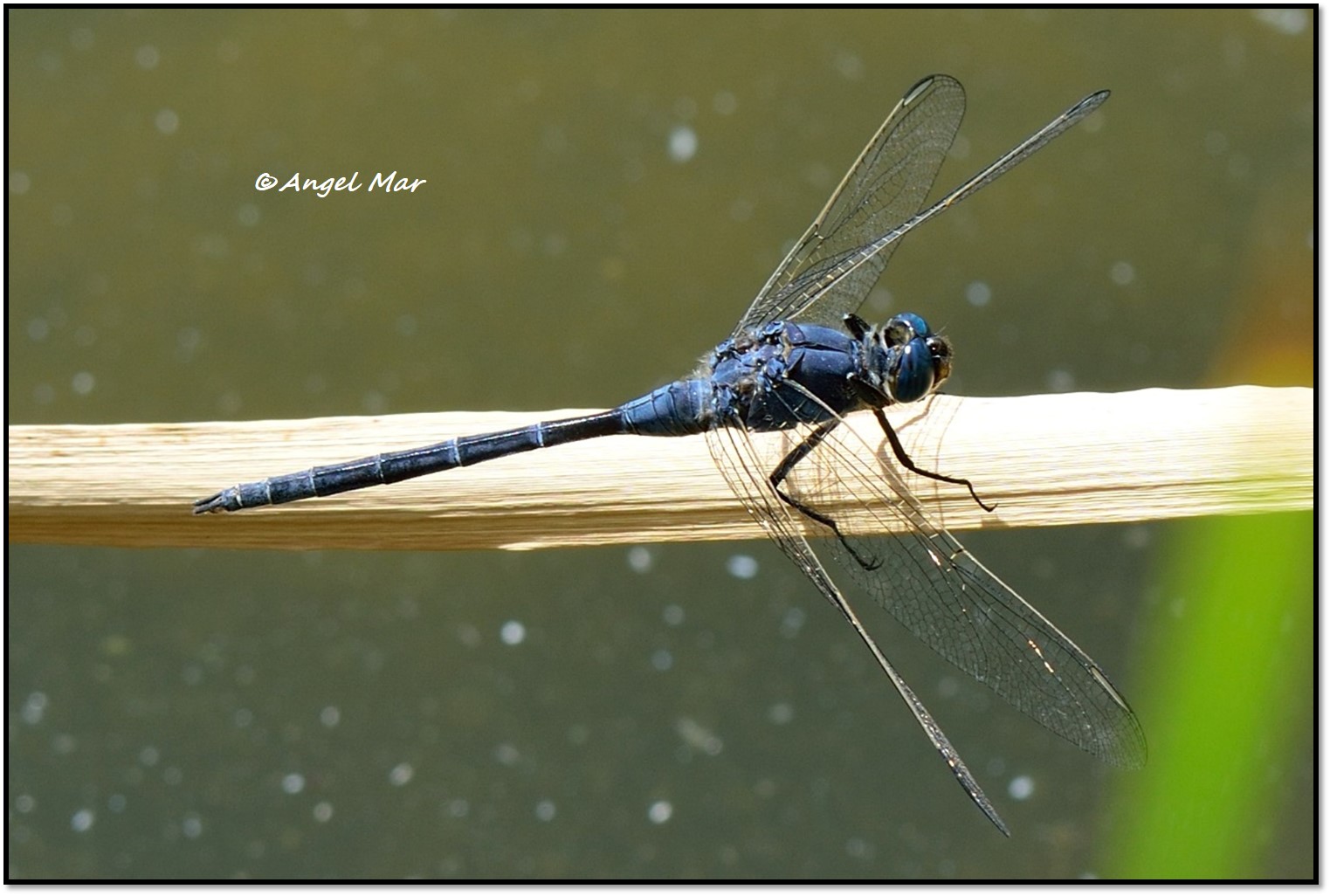 Butterflies and Dragonflies: Orthetrum trinacria (Una elegante libélula ...