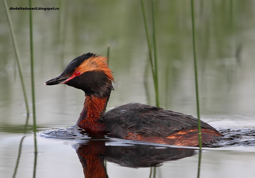 Din Delta Dunării: Corcodel urecheat