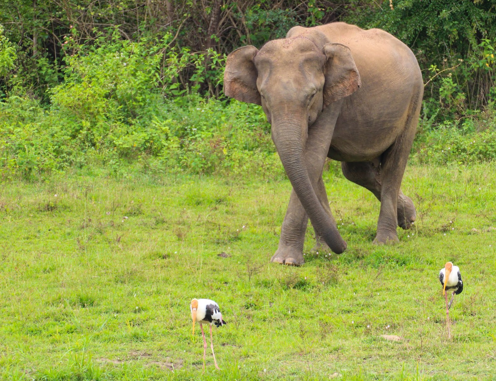 Cannundrums: Sri Lankan Elephant