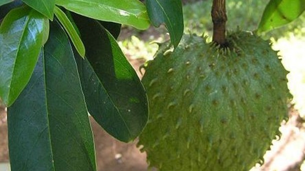 THE IMPORTANCE OF GRAVIOLA SOURSOP LEAVES AS HEALING AGENTS | DUBYZ ...