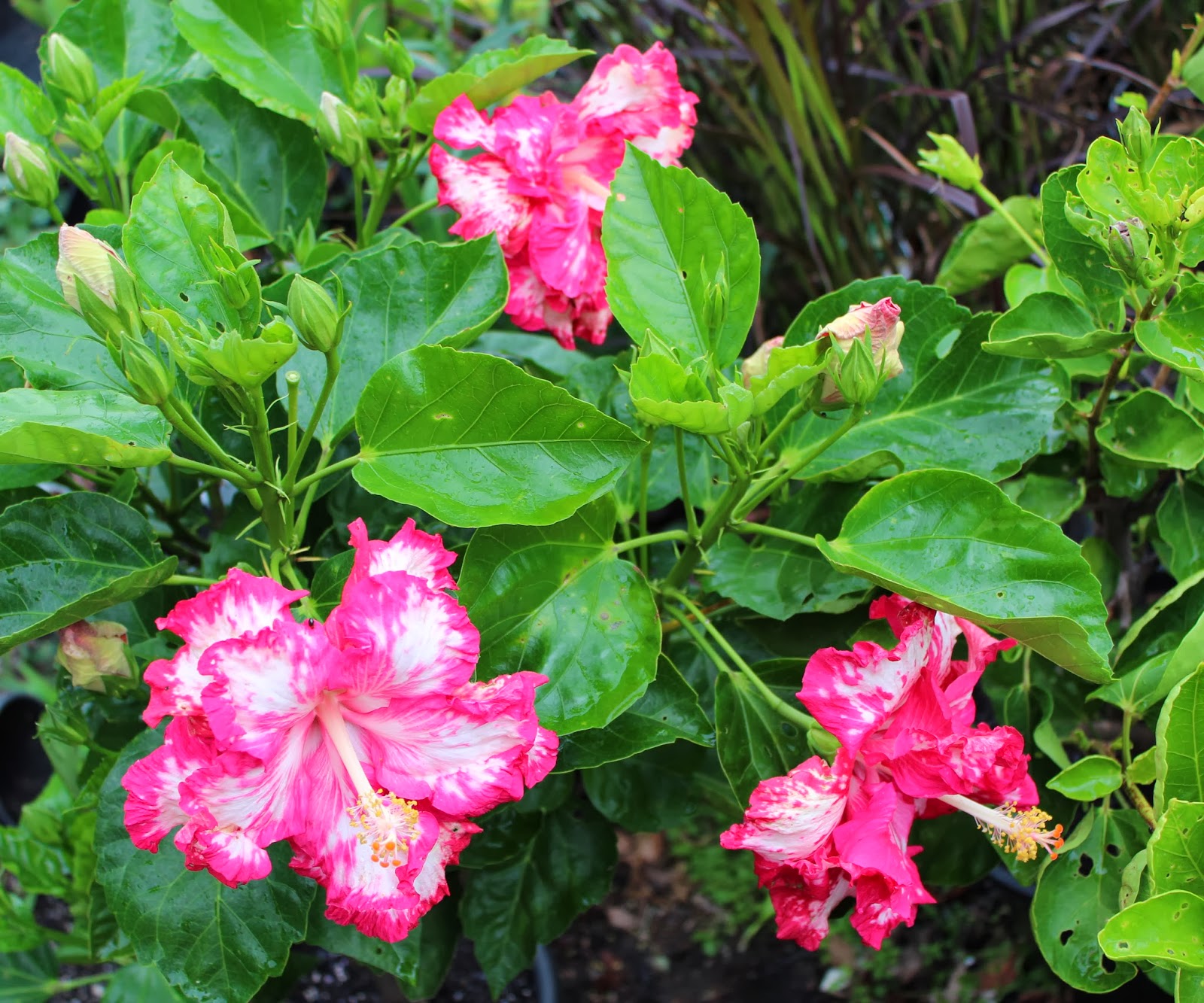 Florez Nursery: Hibiscus rosa-sinensis 'Elandem'