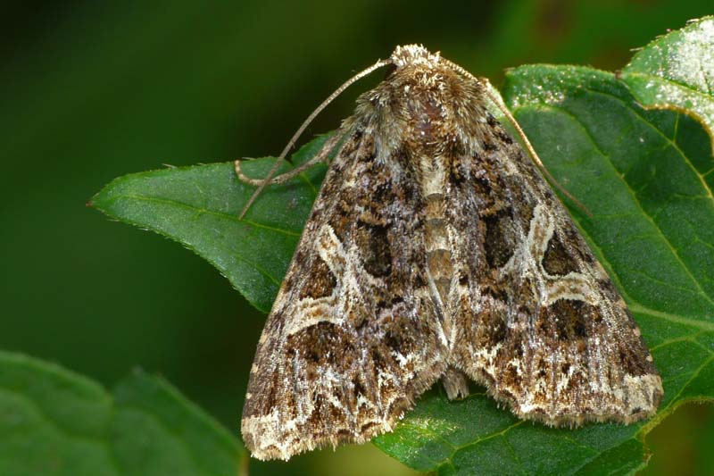 Limousin Photos Nature - Papillons et Chenilles: Sideridis rivularis ...