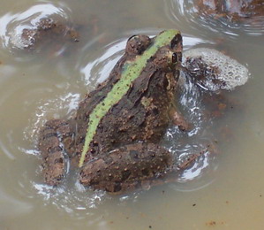 Morfologi dan Anatomi Kodok - Jenis Tanaman Hidroponik
