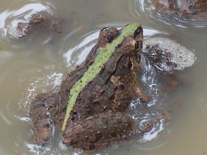 Morfologi dan Anatomi Kodok Hewan Yang Mirip Dengan Katak Berkulit Kasar