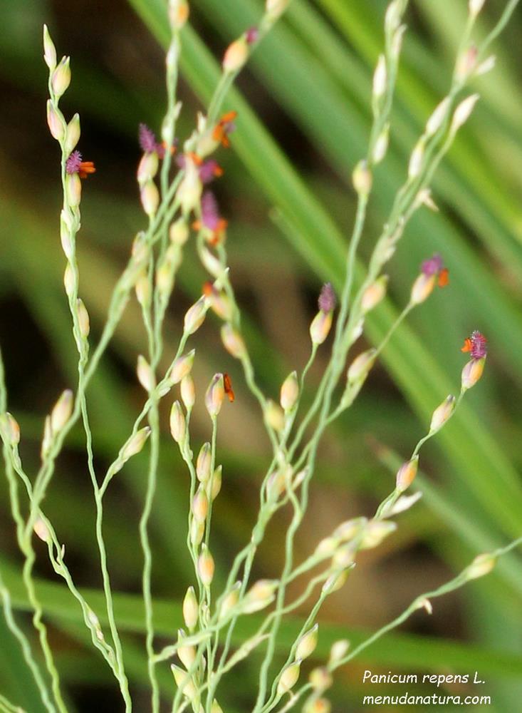Menuda Natura: Panicum repens L.