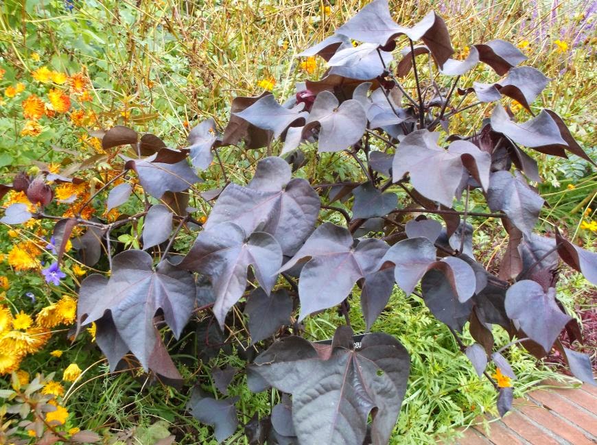 Future Plants by Randy Stewart: Ornamental Cotton