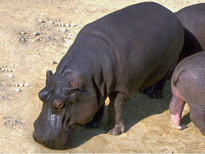 Hippopotamus Latest Profile And Pictures | All Wildlife Photographs