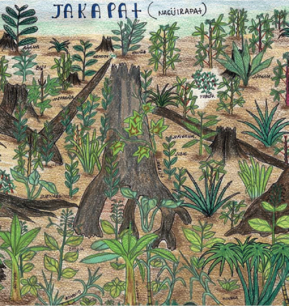 andandoporbogota: LA CHAGRA AMAZÓNICA