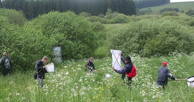 Taxonomic Collections: Collecting spiders