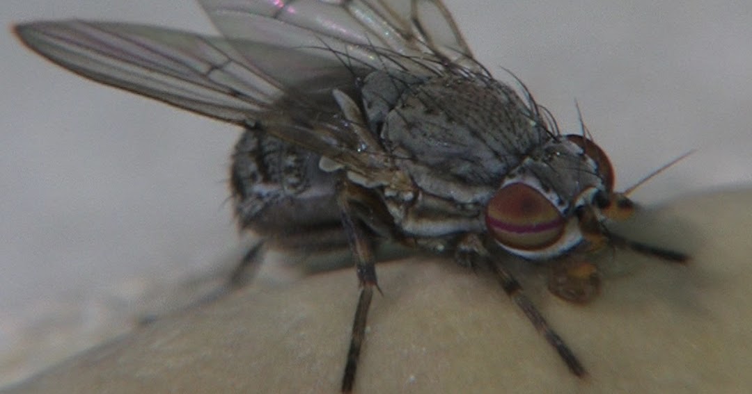 Variety of Life: Odiniidae