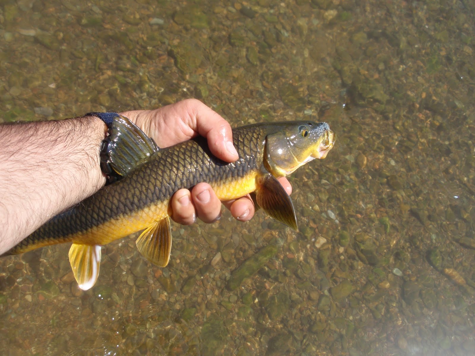 nosolomosca: Barbos Extremeños 2: El poder del barbo gitano