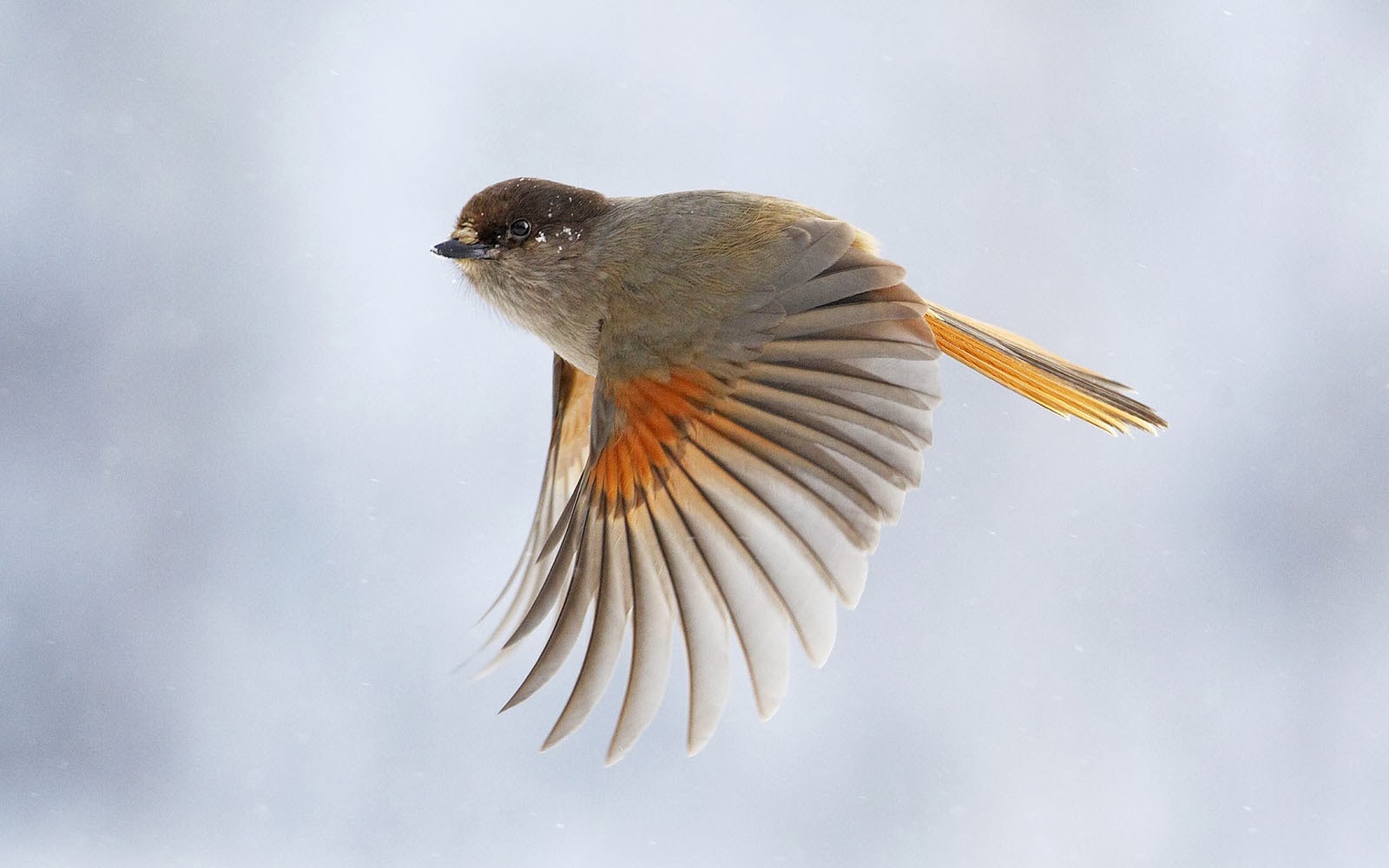 Flying Birds Wallpapers - Top Wallpaper Desktop