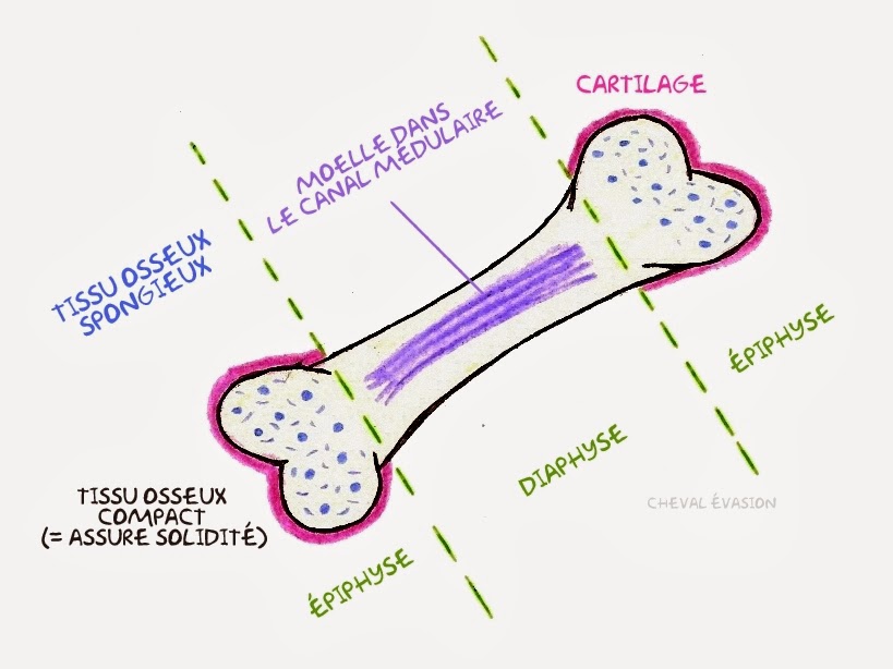 Cheval évasion: Le squelette du cheval
