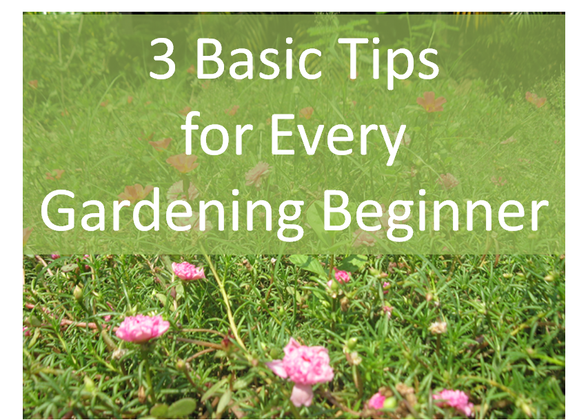 3 Basic Tips for Every Gardening Beginner
