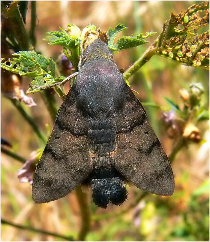 HUESCA Y LA SIERRA DE GUARA: ESFINGE COLIBRÍ Macroglossum stellatarum ...