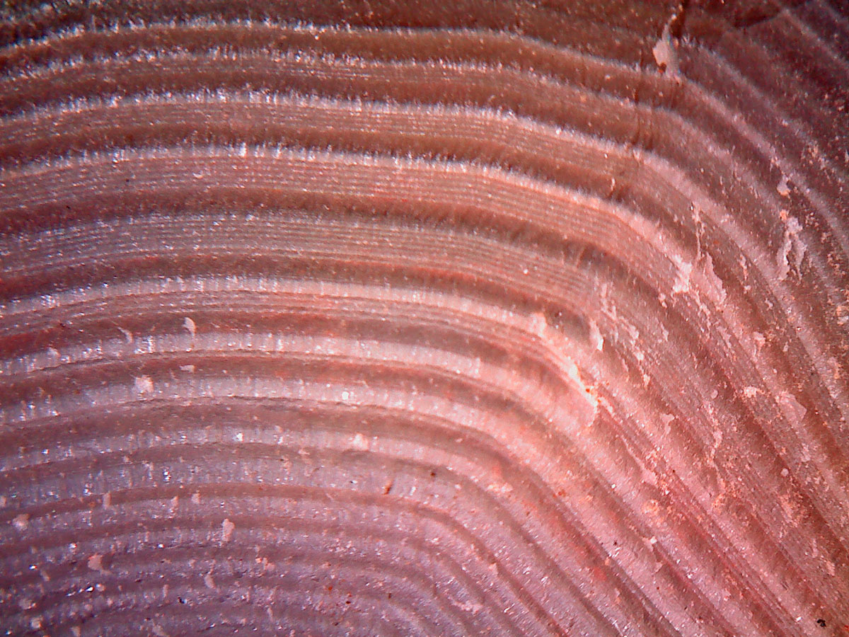 The Agatelady: Adventures and Events: Agates and Rocks Magnified