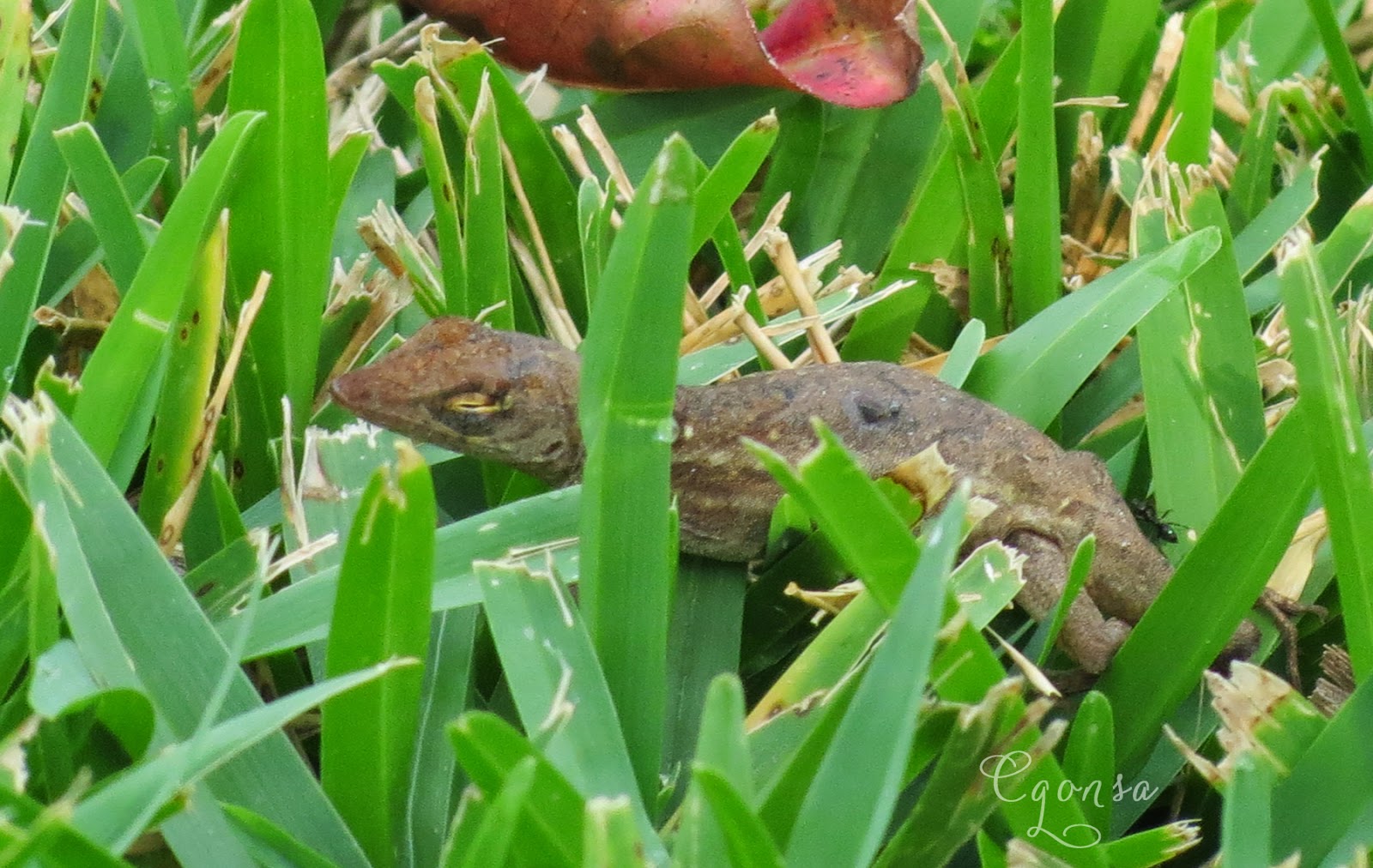 The Backyard Oasis: Brown Anole Lizard spinal cord injury/paralysis ...