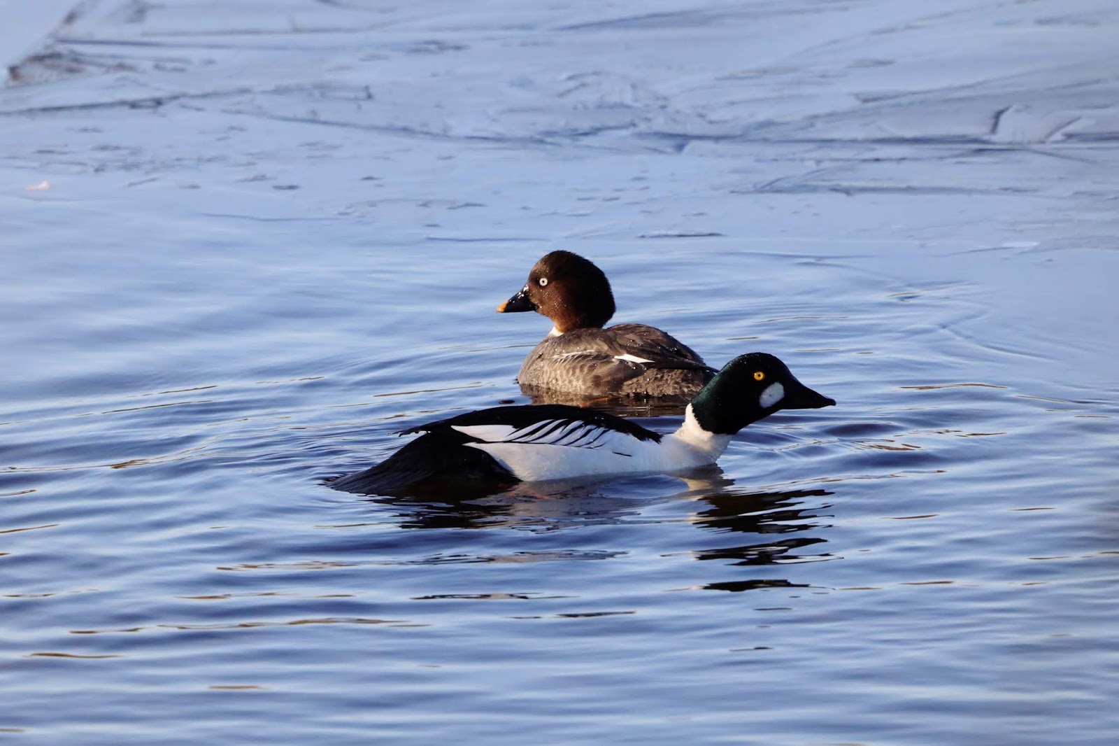 Sirpan luontoblogi: Hely, sotka ja telkkä