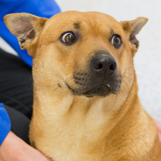 I Just Drive a Truck: Even Animal Kingdom Perplexed by State of the ...