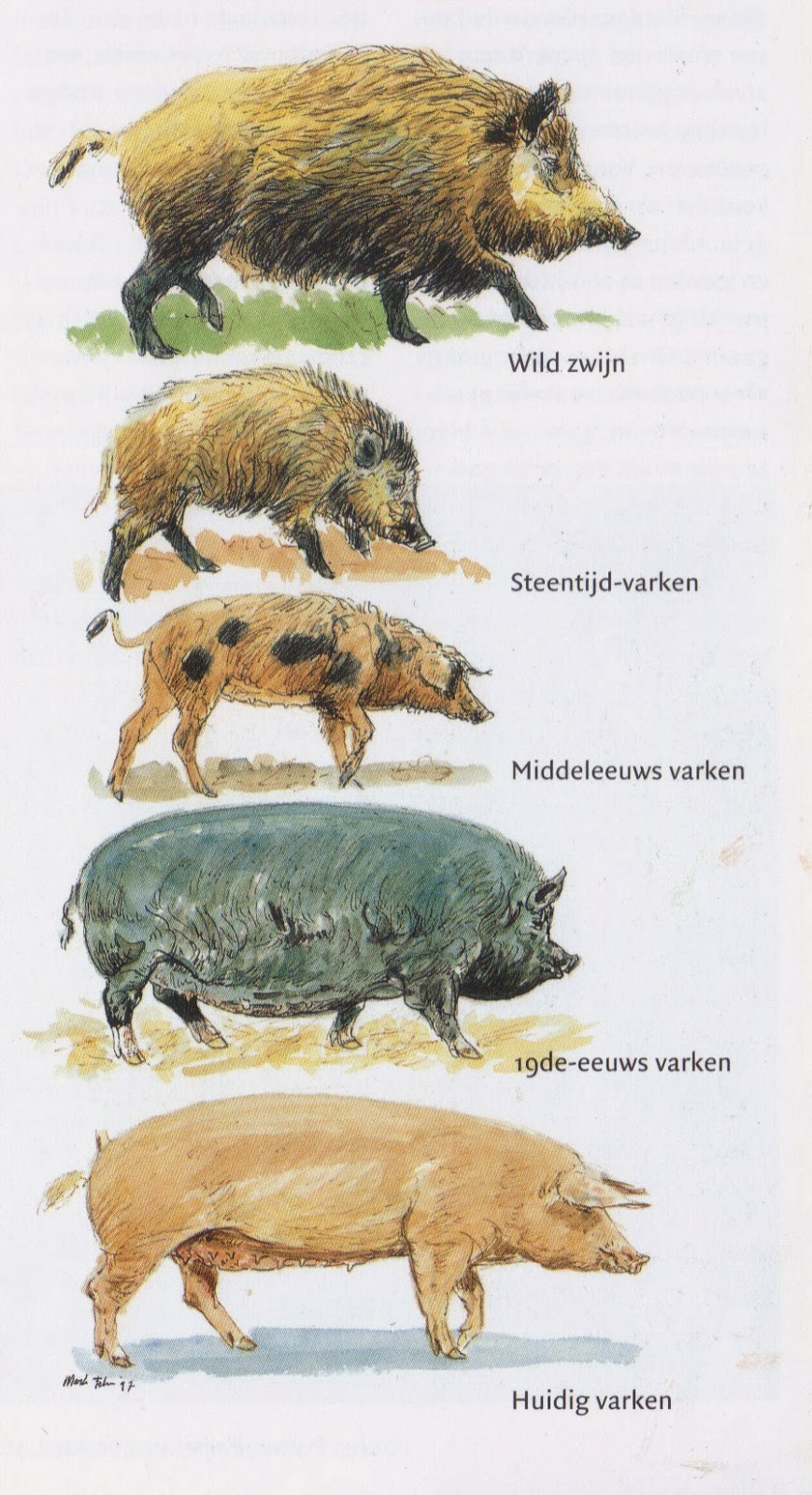 Mangalitza's: De gevolgen van Domesticatie van het varken
