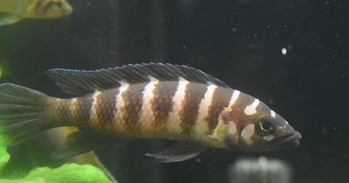 ZOOTOGRAFIANDO (6.096 ANIMALS): CÍCLIDO CILINDRO / CYLINDER CICHLID ...