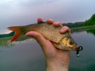 Viskas apie žvejybą ir žuvis.: Raudžių medžioklės ypatumai