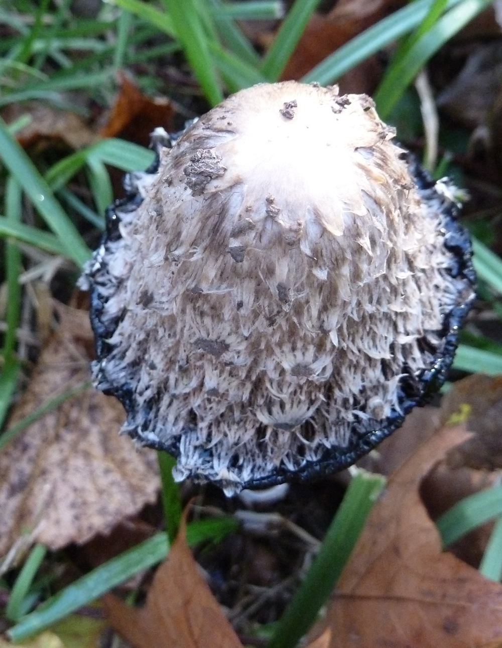 Springfield Plateau: Inky Cap