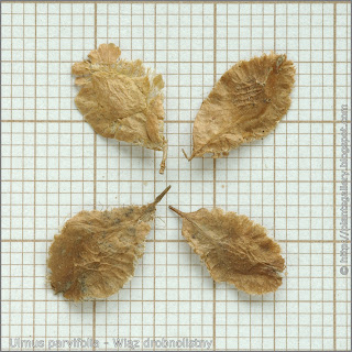 Plant Gallery - Encyklopedia Roślin: Ulmus species and varieties - Wiąz ...