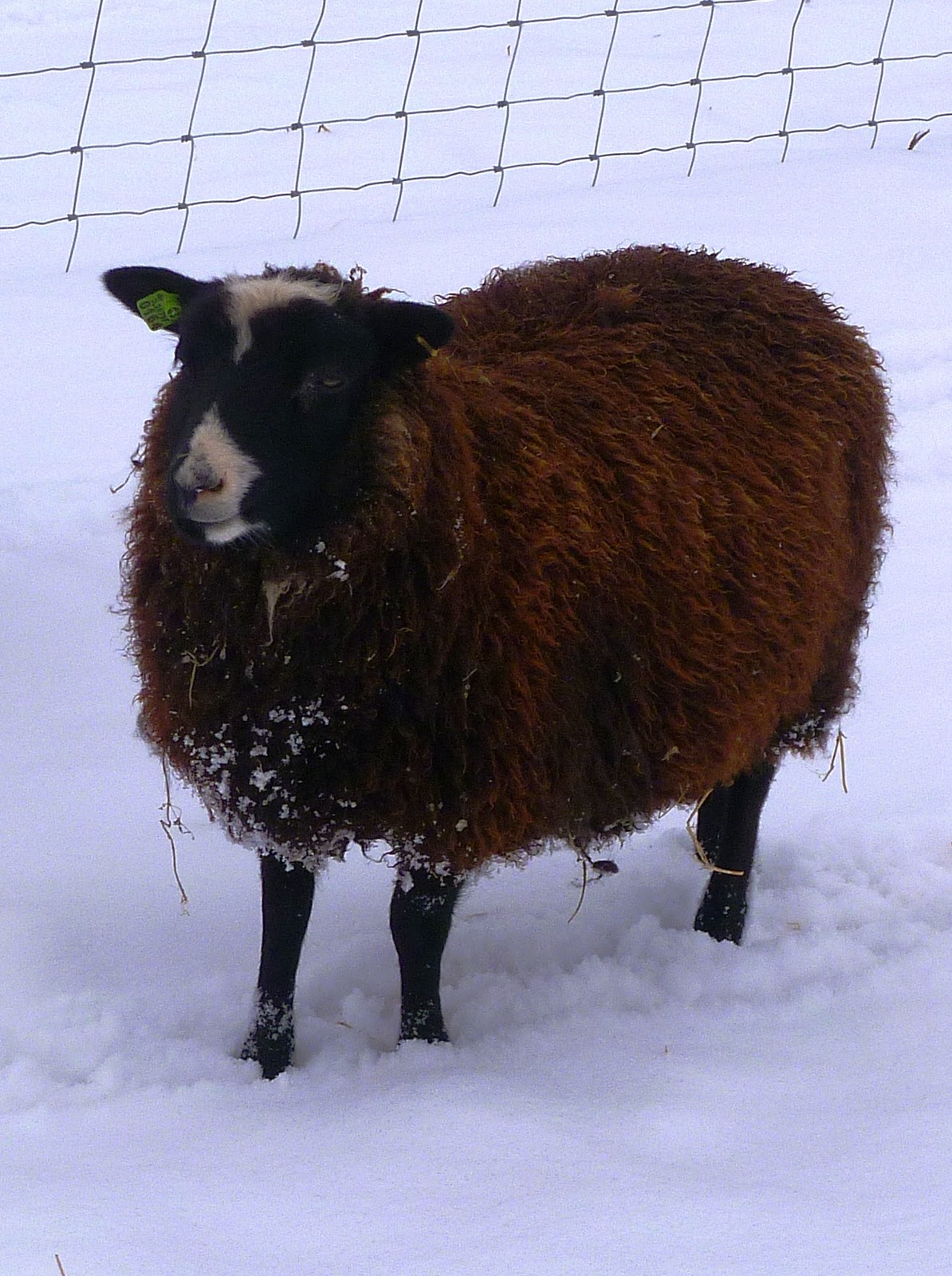 OK Acres Shetlands: Sheep in the snow