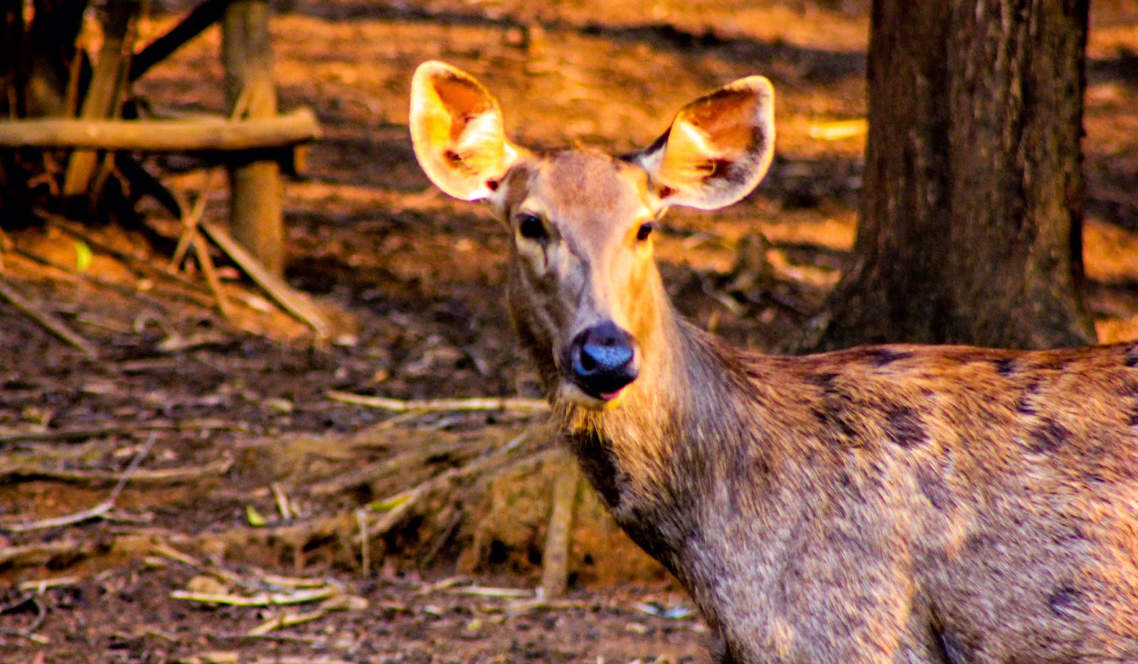 Sambar deer